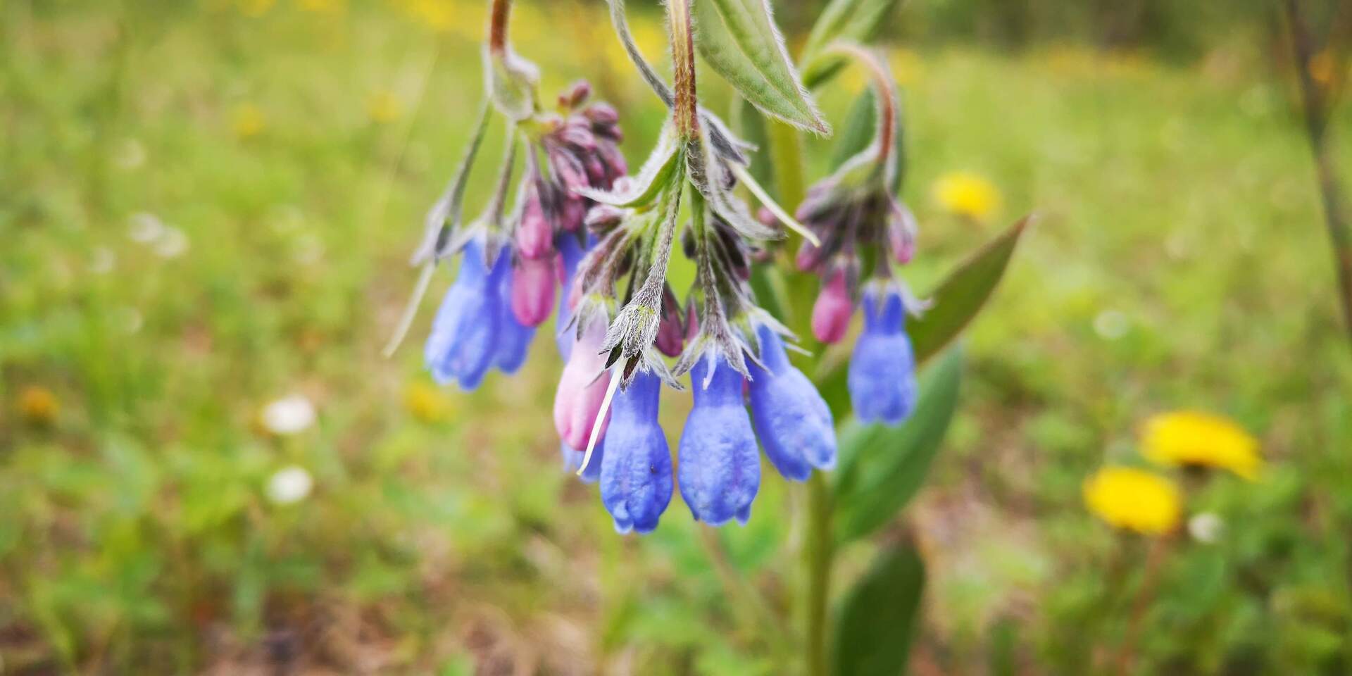 AzChaさんがエアドリーの旅のお手伝いします | ロコタビ