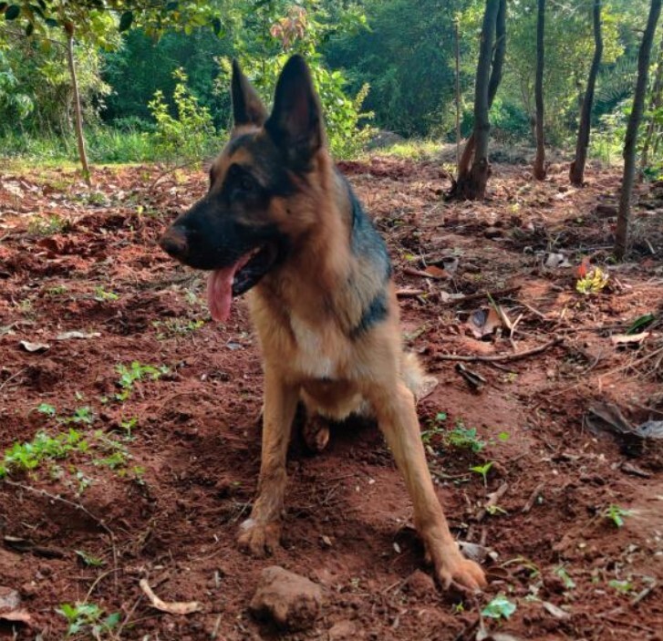 AK Munna（アンキット）さんがバンガロールの旅のお手伝いします | ロコタビ