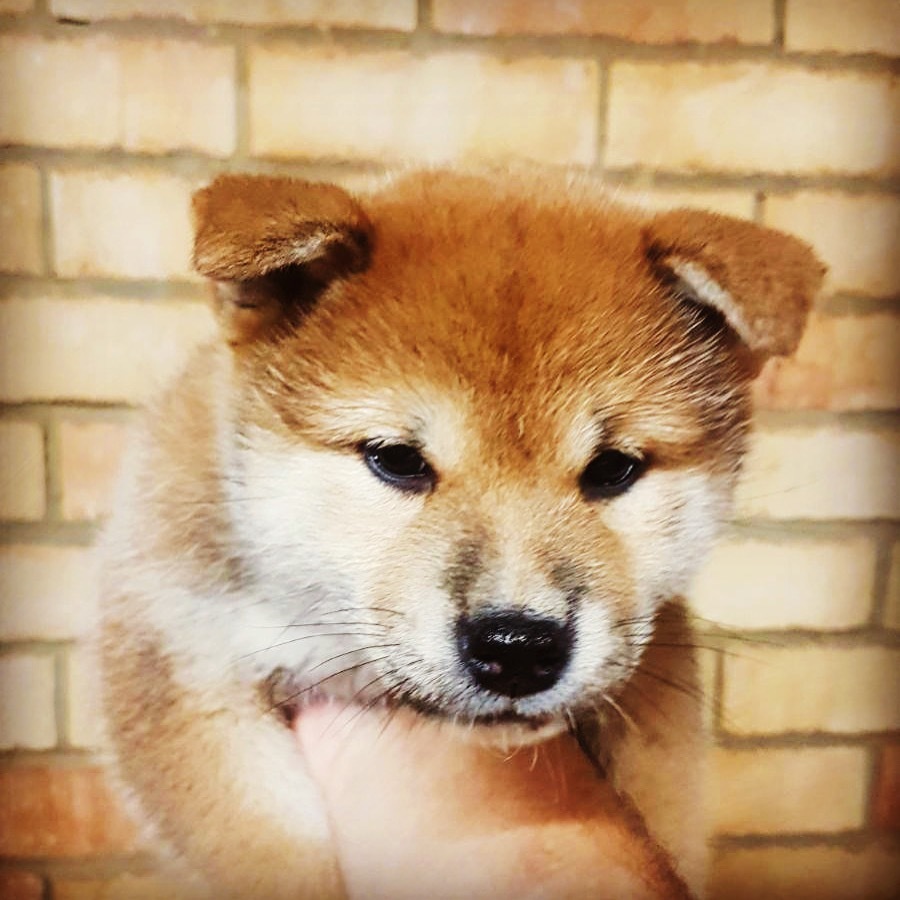 CocoHさんがロンドンの旅のお手伝いします | ロコタビ